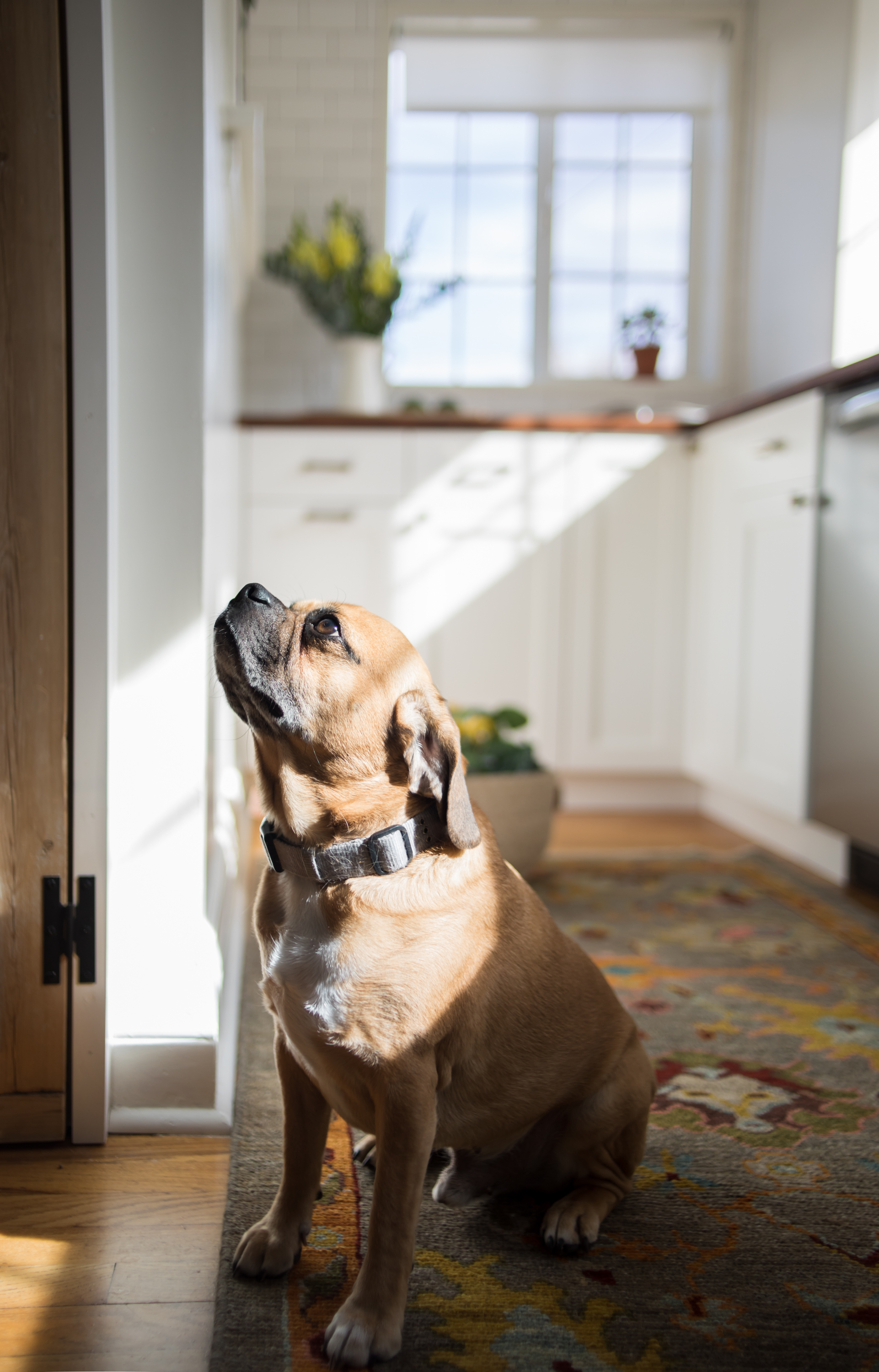 Before & After: Sunlight in a Small, Vintage Style, White Kitchen – The ...
